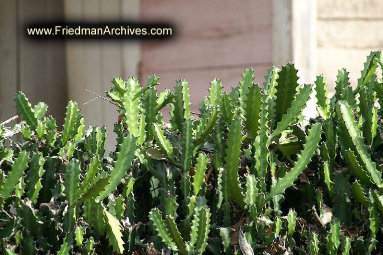 Cactus Fence – The Friedman Archives – Stock Photo Images by Gary L ...