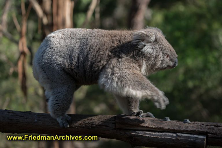 Koala walking – The Friedman Archives – Stock Photo Images by Gary L ...