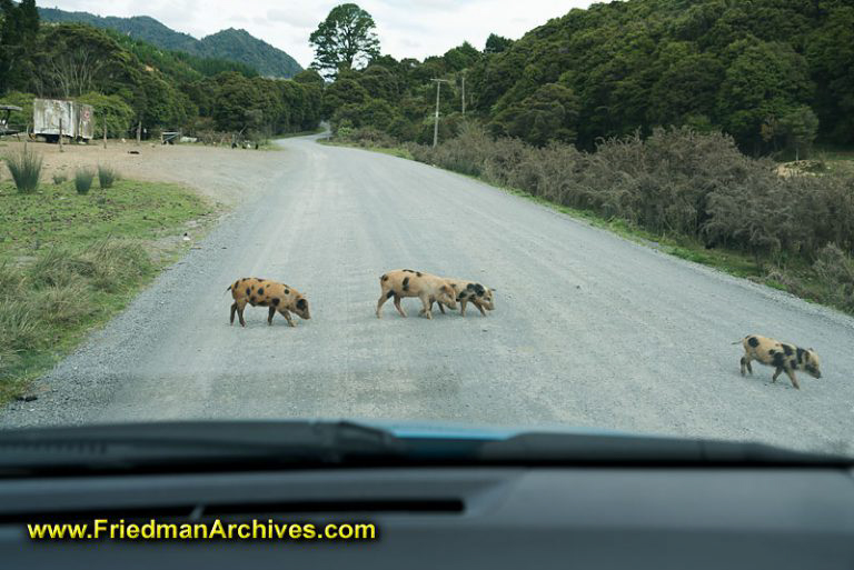 Road Hogs – The Friedman Archives – Stock Photo Images by Gary L. Friedman