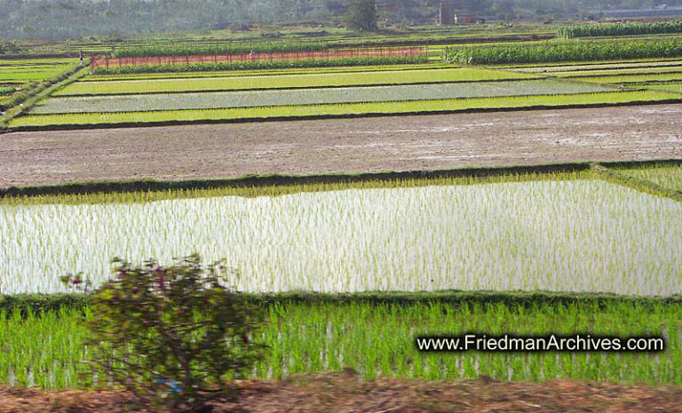 Square rice fields – The Friedman Archives – Stock Photo Images by Gary ...
