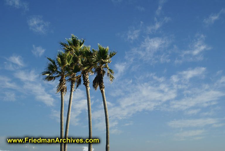 Palm Trees and Sky Horizontal - The Friedman Archives - Stock Photo ...