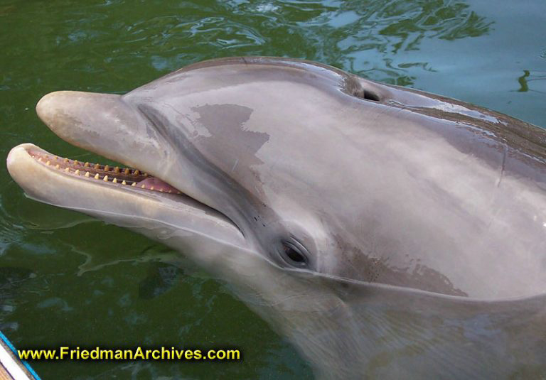 Dolphin Close-up – The Friedman Archives – Stock Photo Images by Gary L ...
